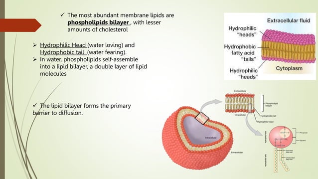 phospholipid.pptx