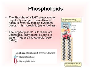 Phospholipids | PPT