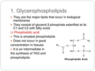Simple Phospholipid Structure