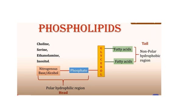PHOSPHOLIPIDS.ppt