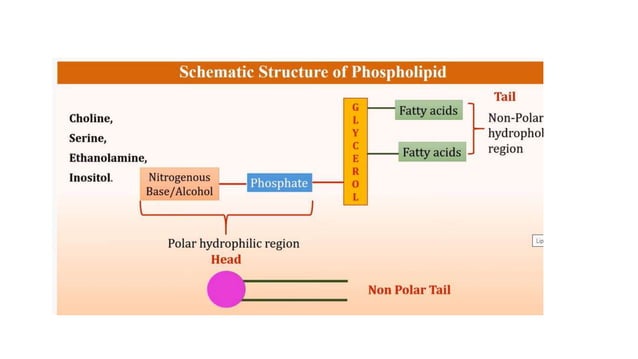 PHOSPHOLIPIDS.ppt