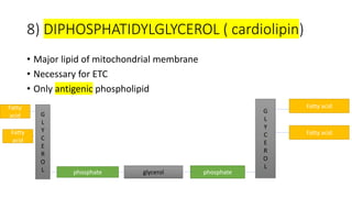 Phospholipids.pptx