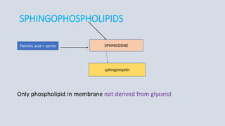 Phospholipids.pptx