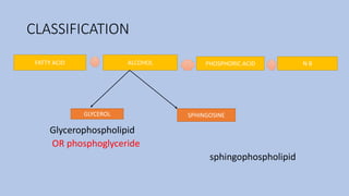 Phospholipids.pptx