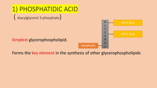 Phospholipids.pptx