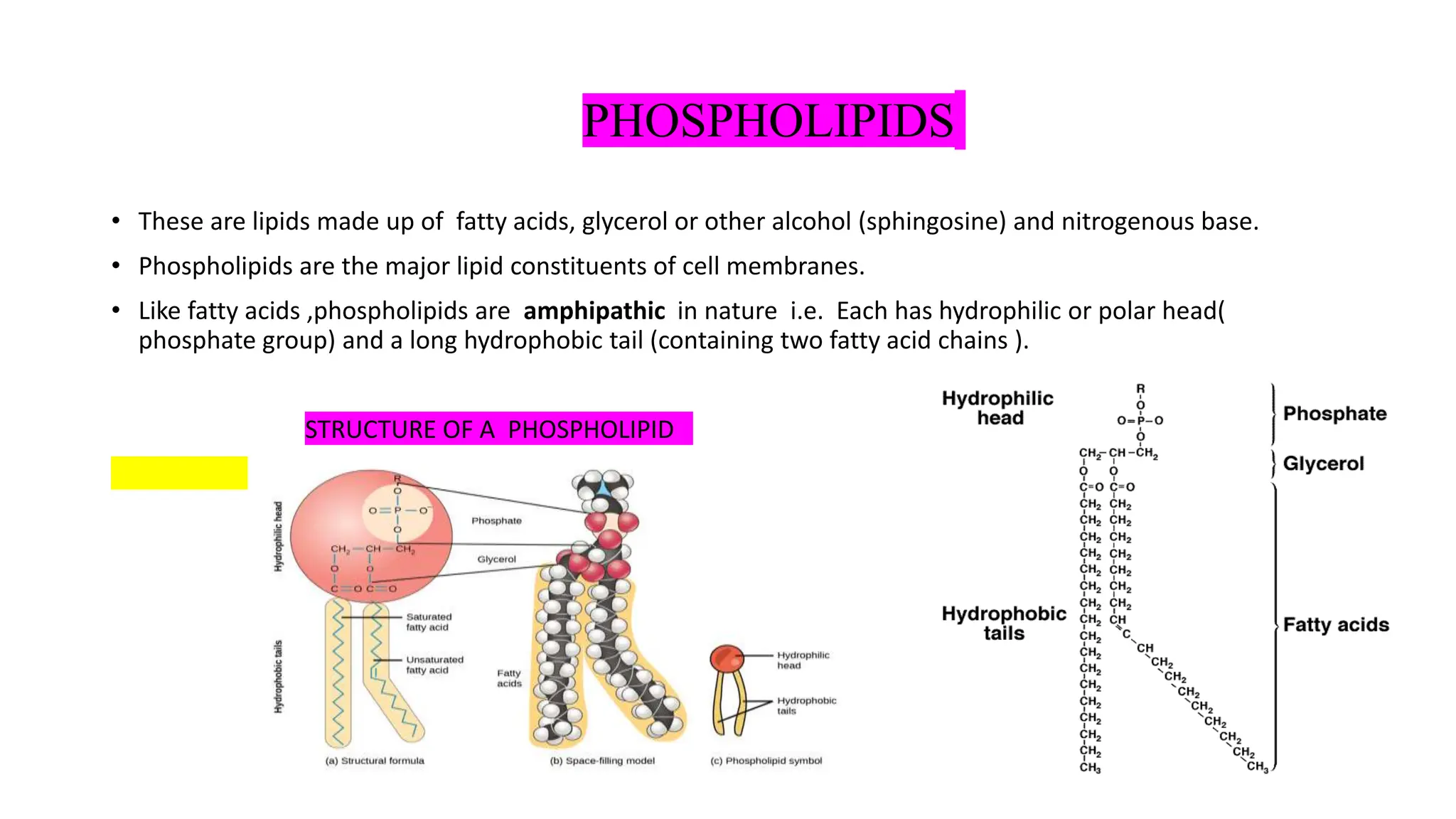 PHOSPHOLIPIDS Presentations complex lipids.pptx