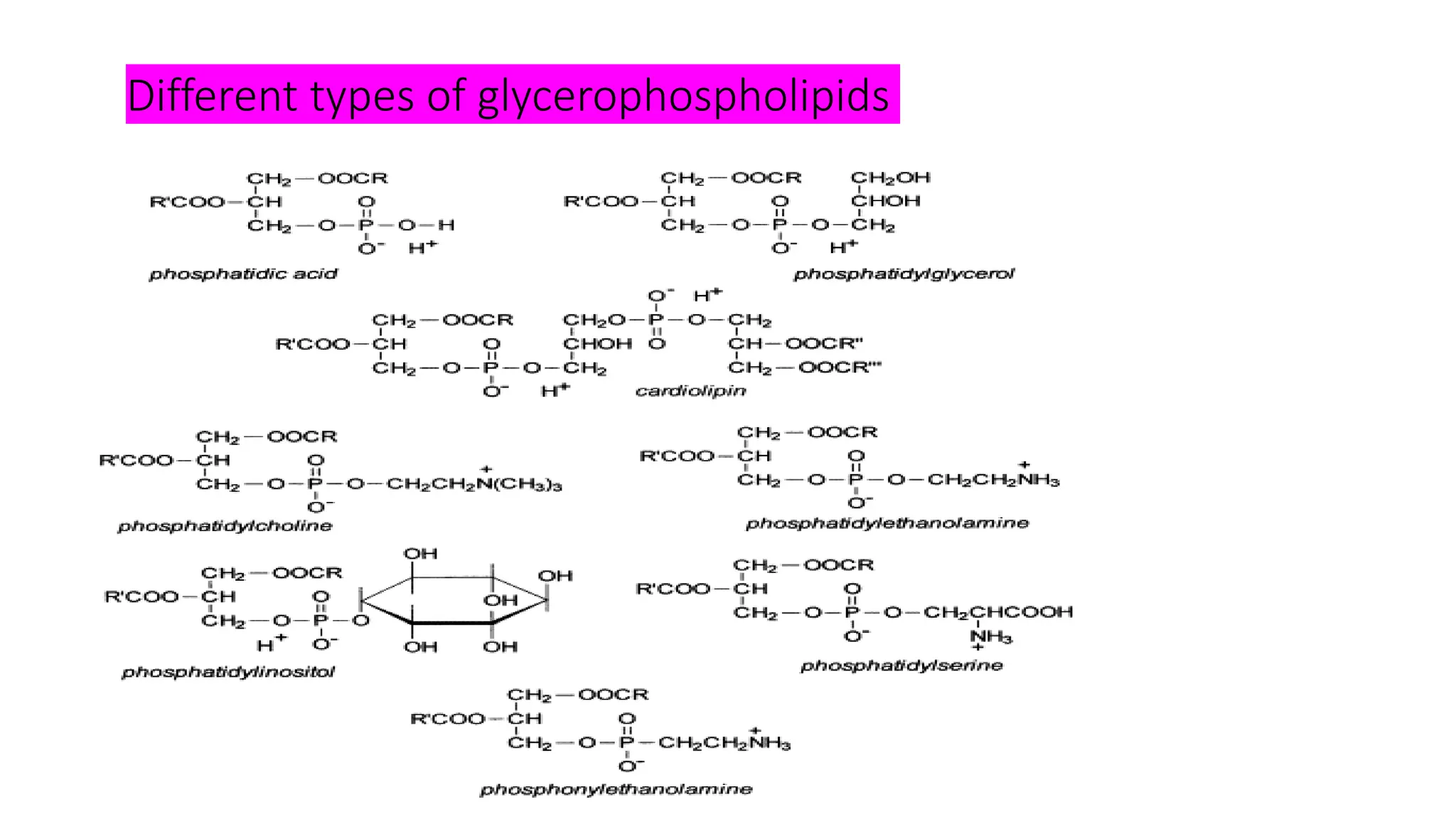PHOSPHOLIPIDS Presentations complex lipids.pptx