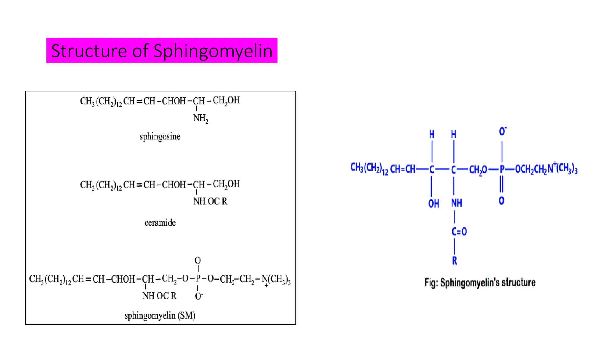 PHOSPHOLIPIDS Presentations complex lipids.pptx