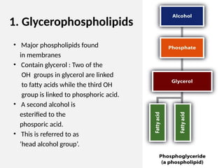 Phospholipid Biochemistry: A Comprehensive Overview for Students | PPTX