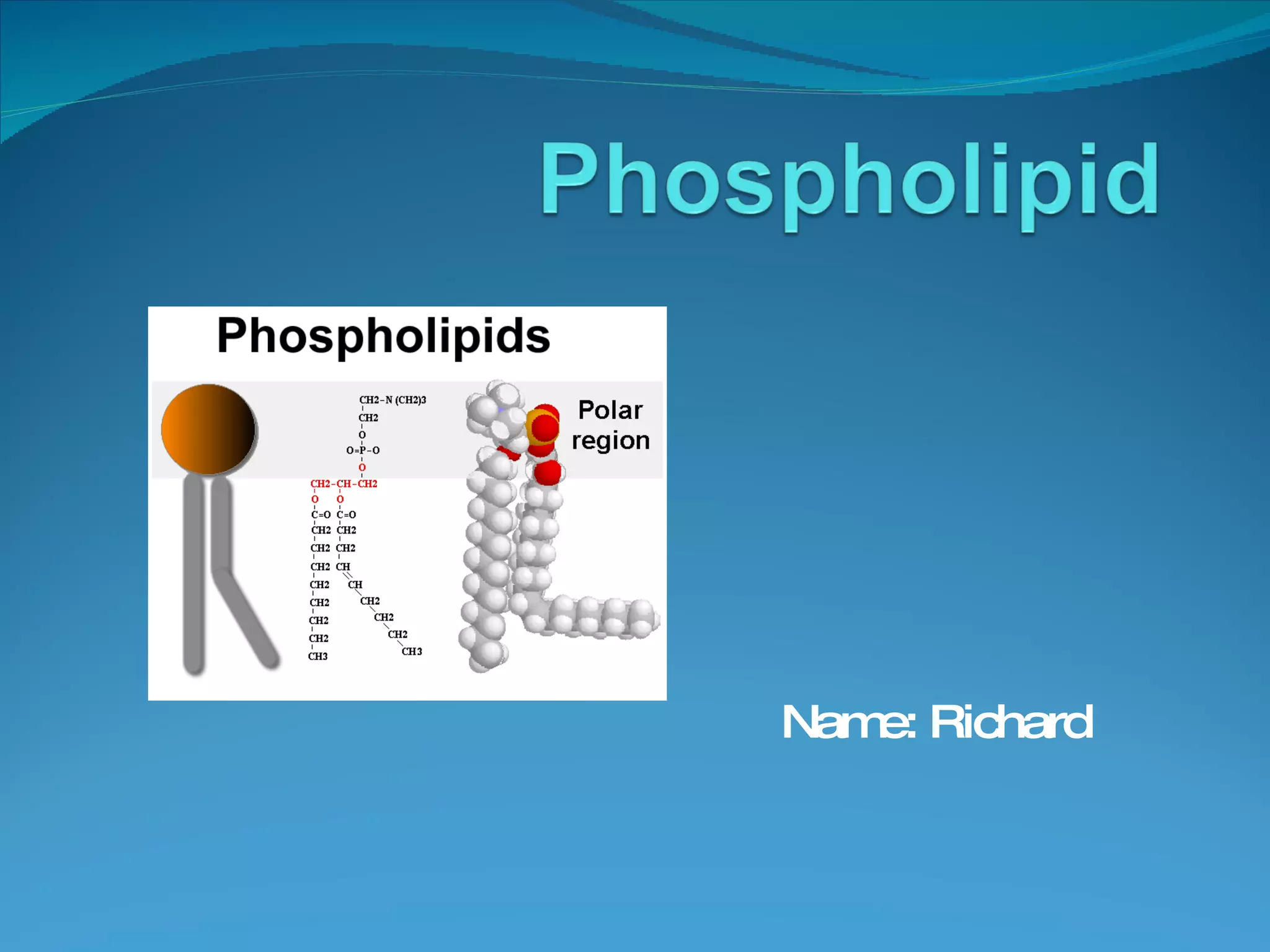Phospholipids 2003 | PPT