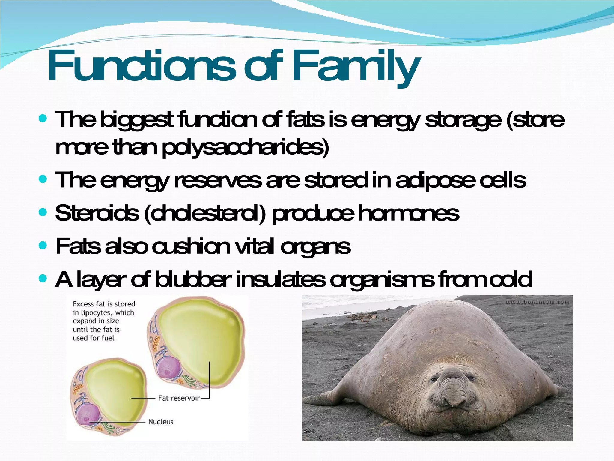 Phospholipids 2003 | PPT