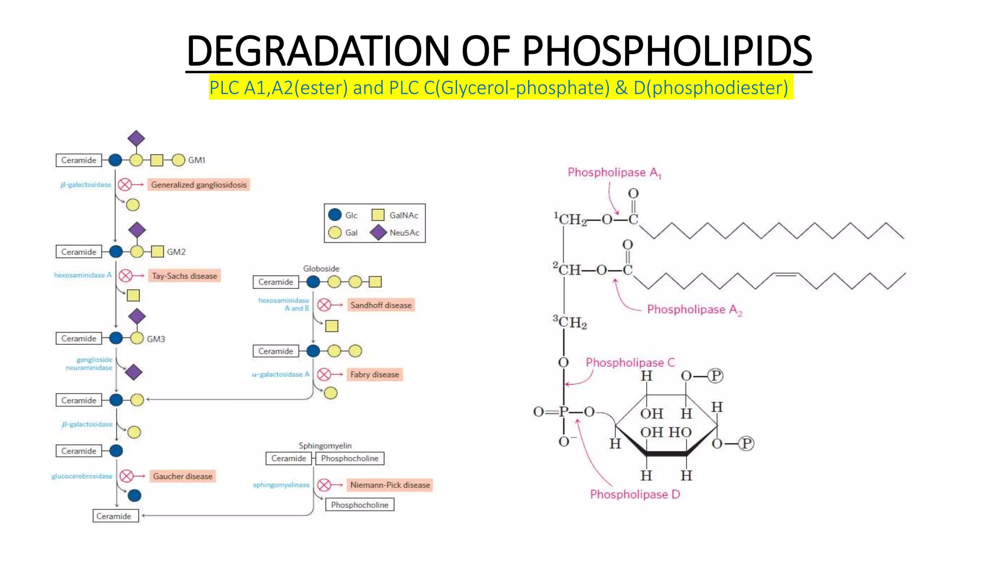 PHOSPHOLIPIDS by Jared Ronoh.pptx