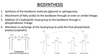 PHOSPHOLIPIDS by Jared Ronoh.pptx