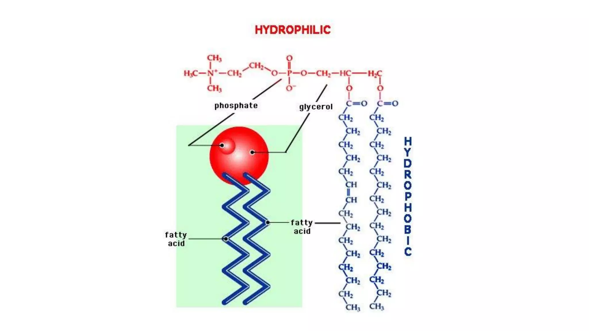 Phospholipids chemistry & lipid storage diseases | PDF