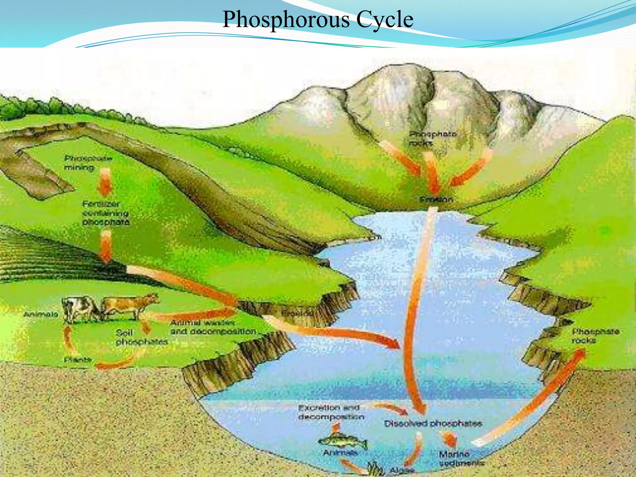 Phosphorous cycle | PPTX