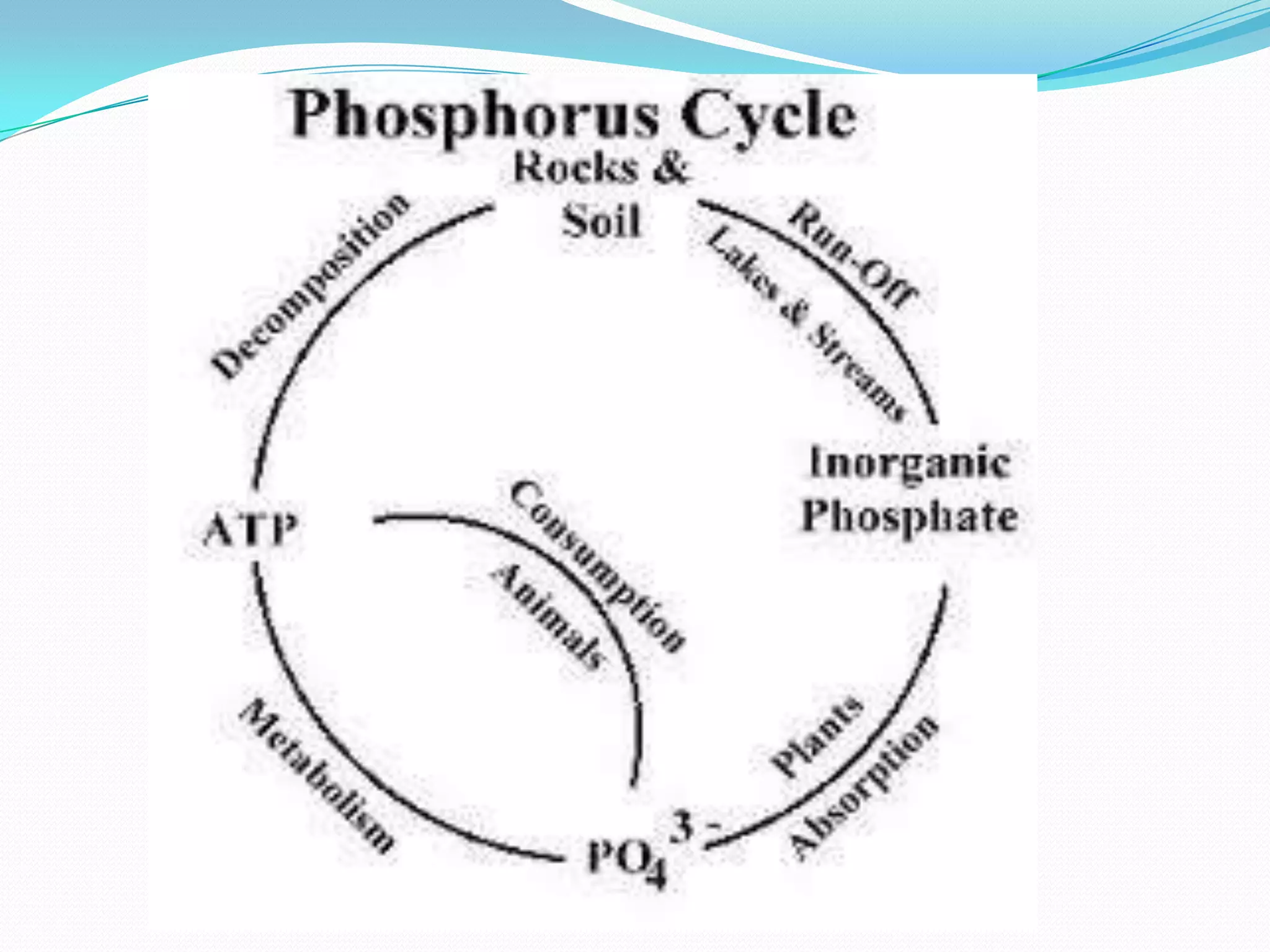 Phosphorous cycle | PPTX
