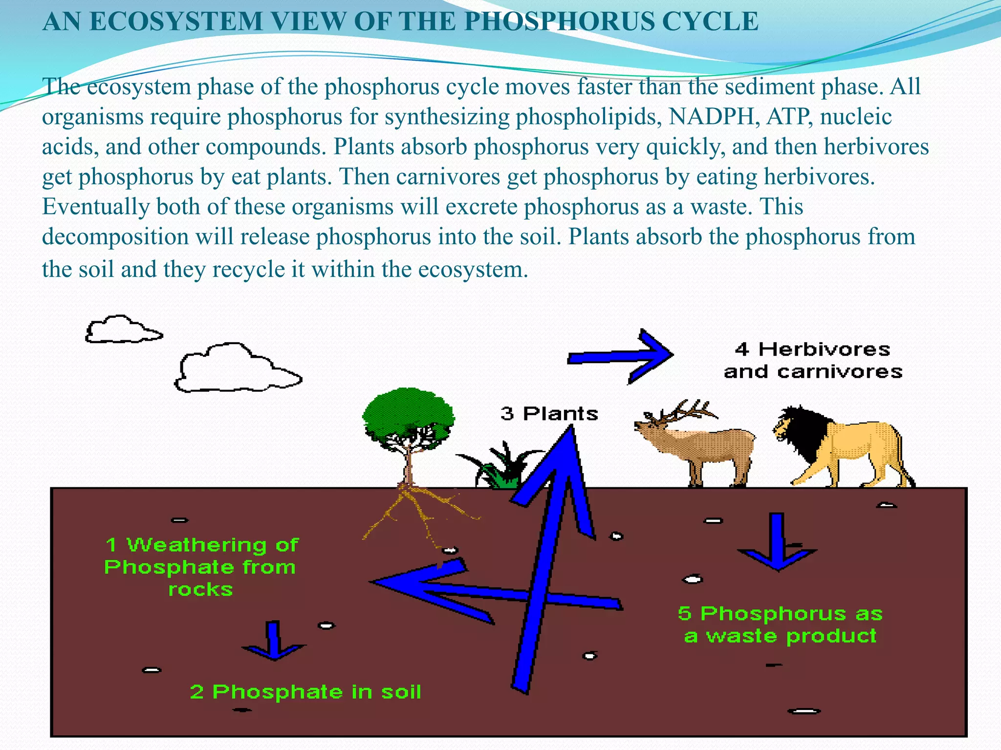 Phosphorous cycle | PPTX