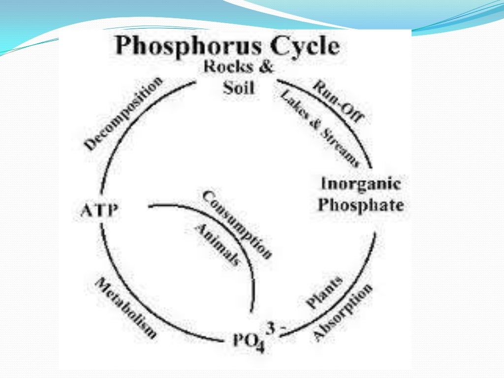Phosphorous cycle