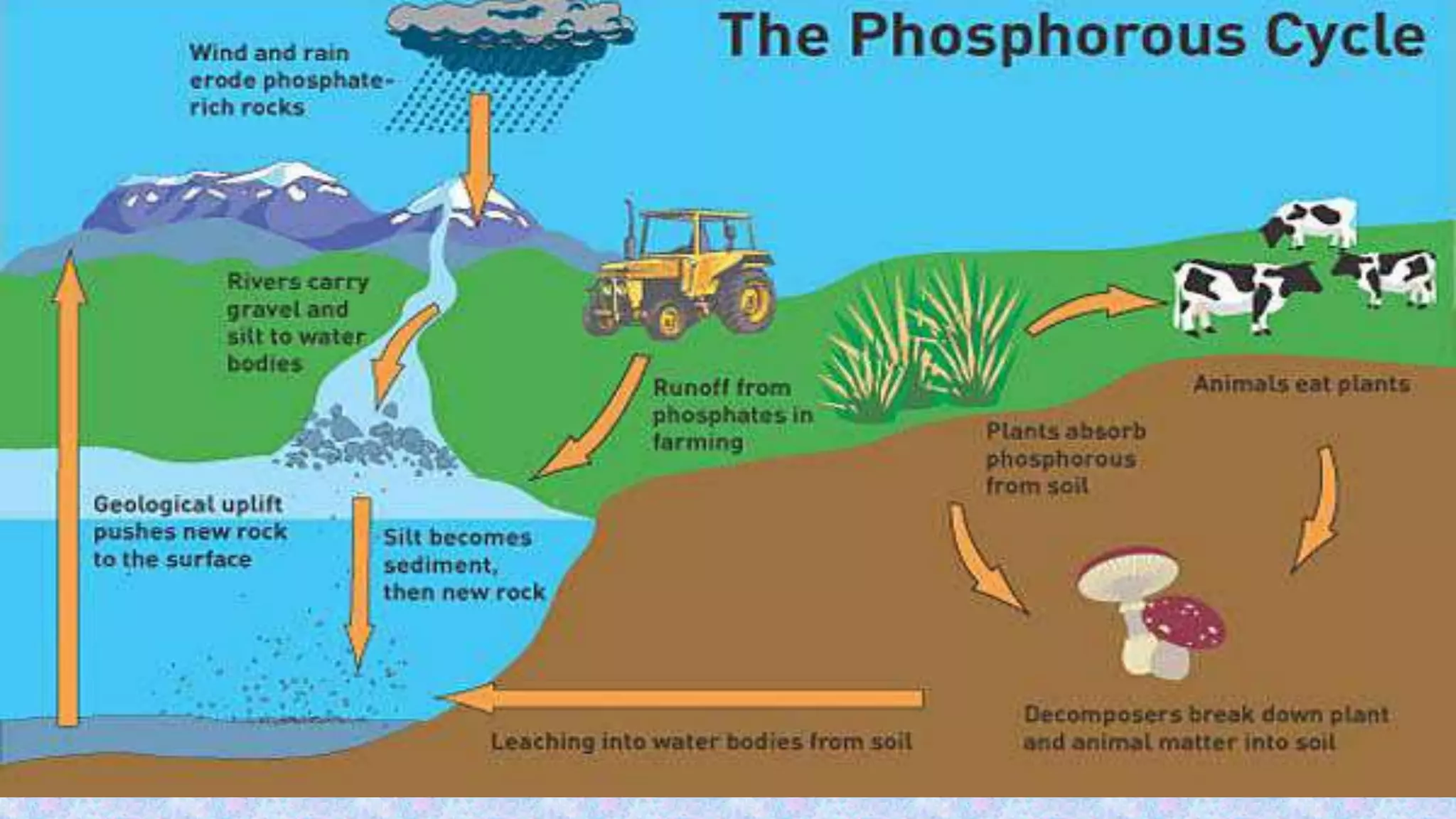 PHOSPHOROUS CYCLE by Pranzly.pptx