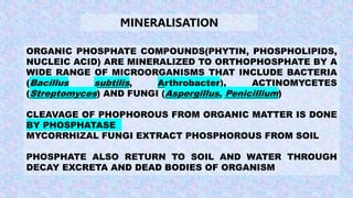 PHOSPHOROUS CYCLE by Pranzly.pptx