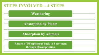 Biogeo chemical cycle...(Phosphorous cycle).pptx
