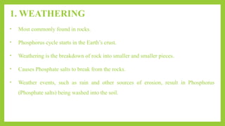 Biogeo chemical cycle...(Phosphorous cycle).pptx