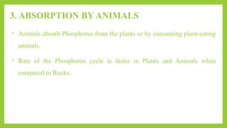 Biogeo chemical cycle...(Phosphorous cycle).pptx
