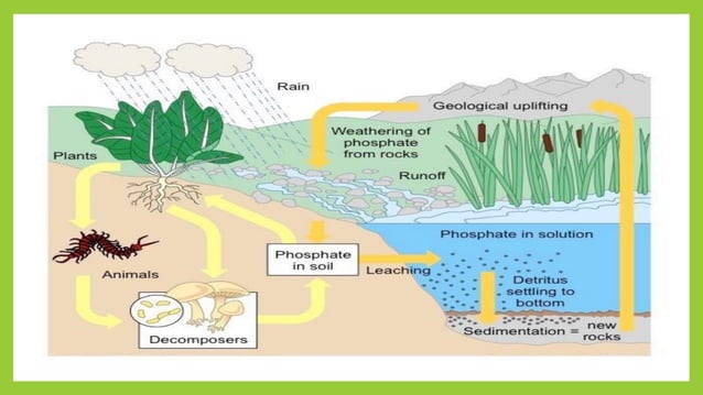 Biogeo chemical cycle...(Phosphorous cycle).pptx