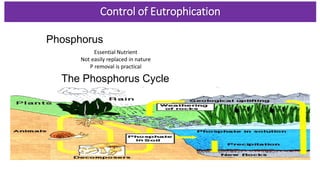 Phosphorous removal | PPTX