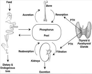 Phosphorus | PPT