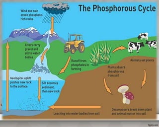 Phosphorus | PPT
