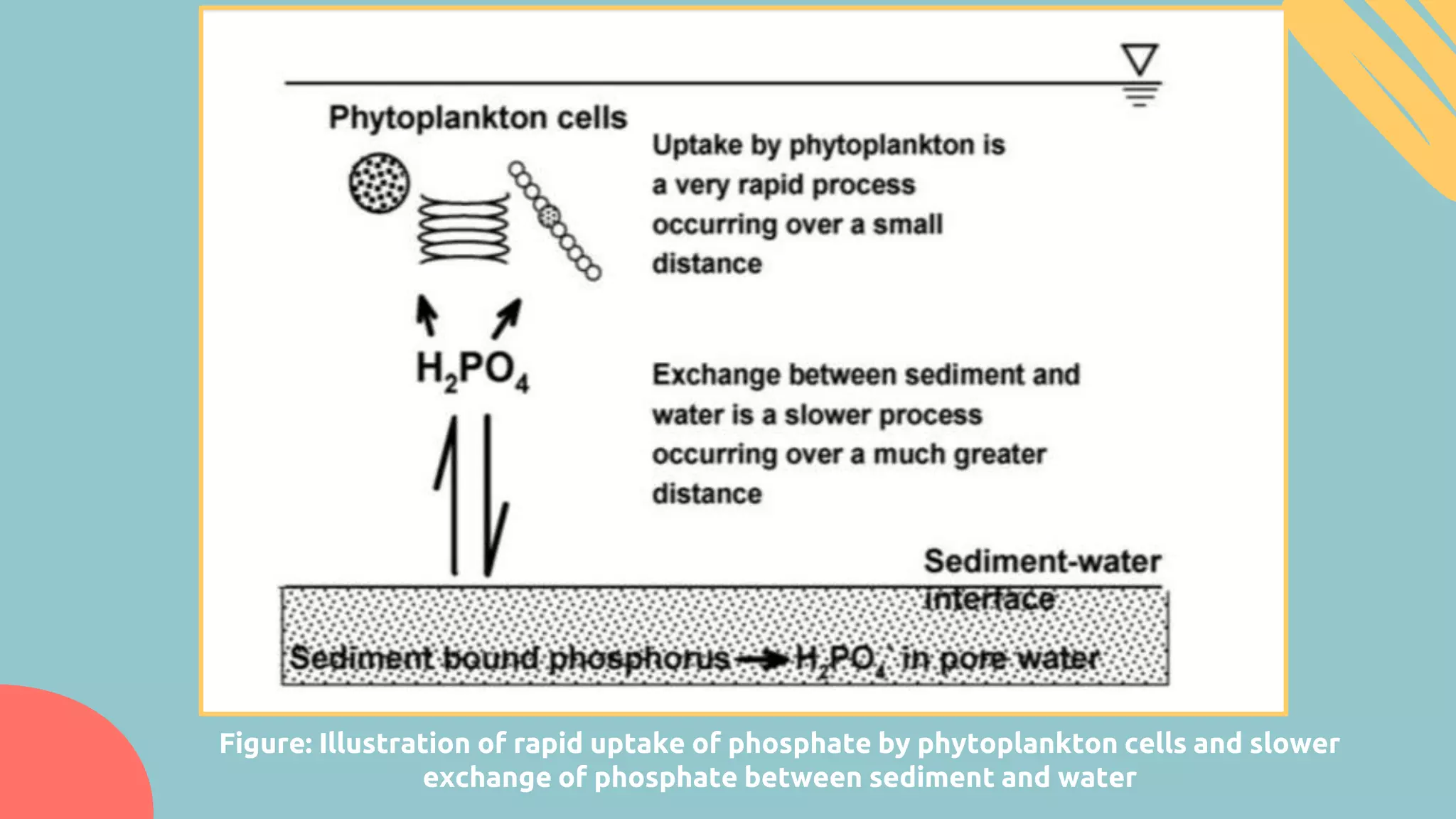 Phosphorus.pptx