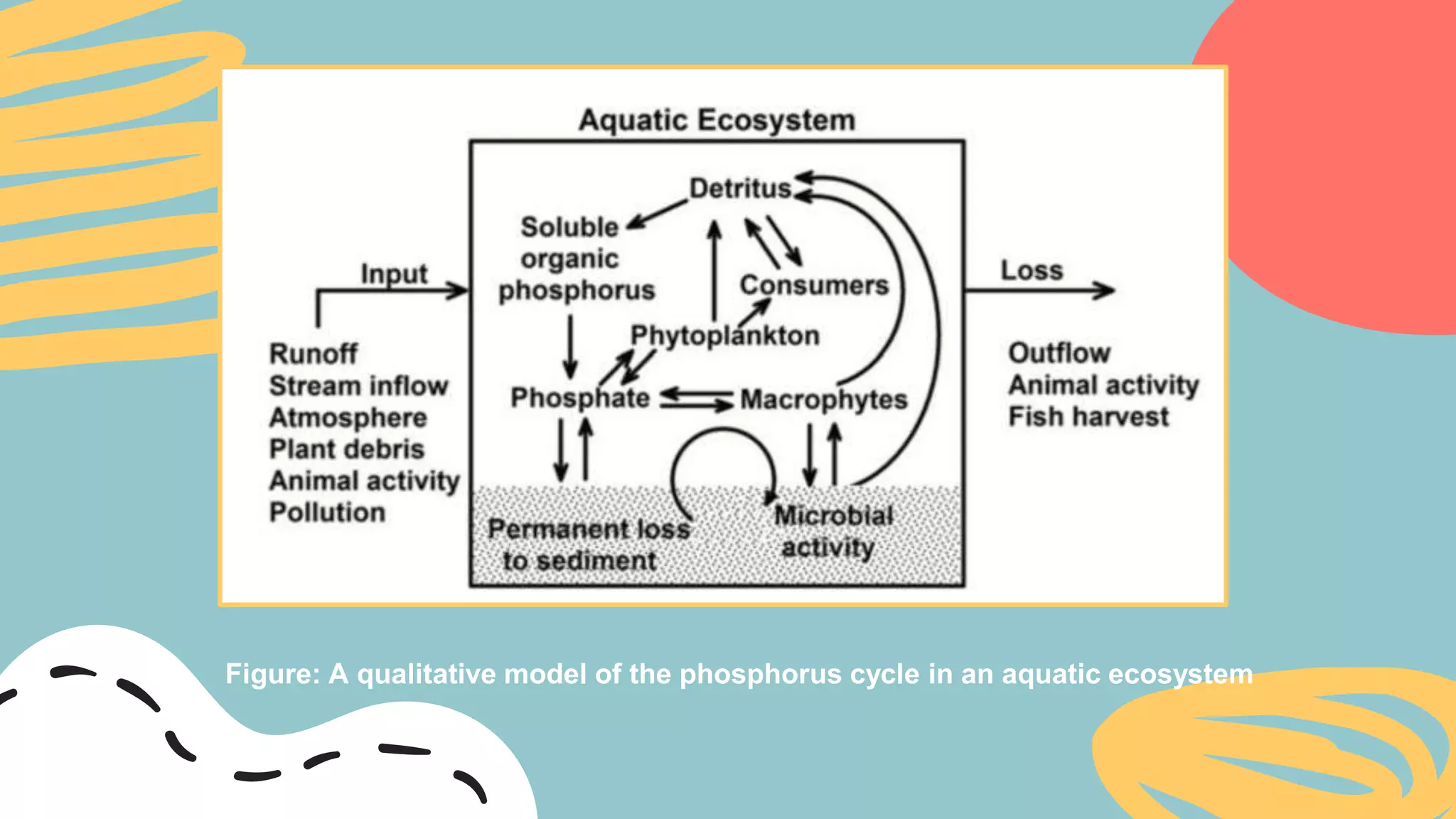 Phosphorus.pptx