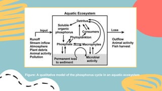 Phosphorus.pptx