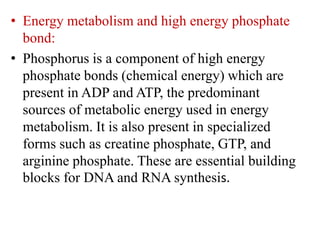 PHOSPHORUS and its uses in human body with its properties | PPTX