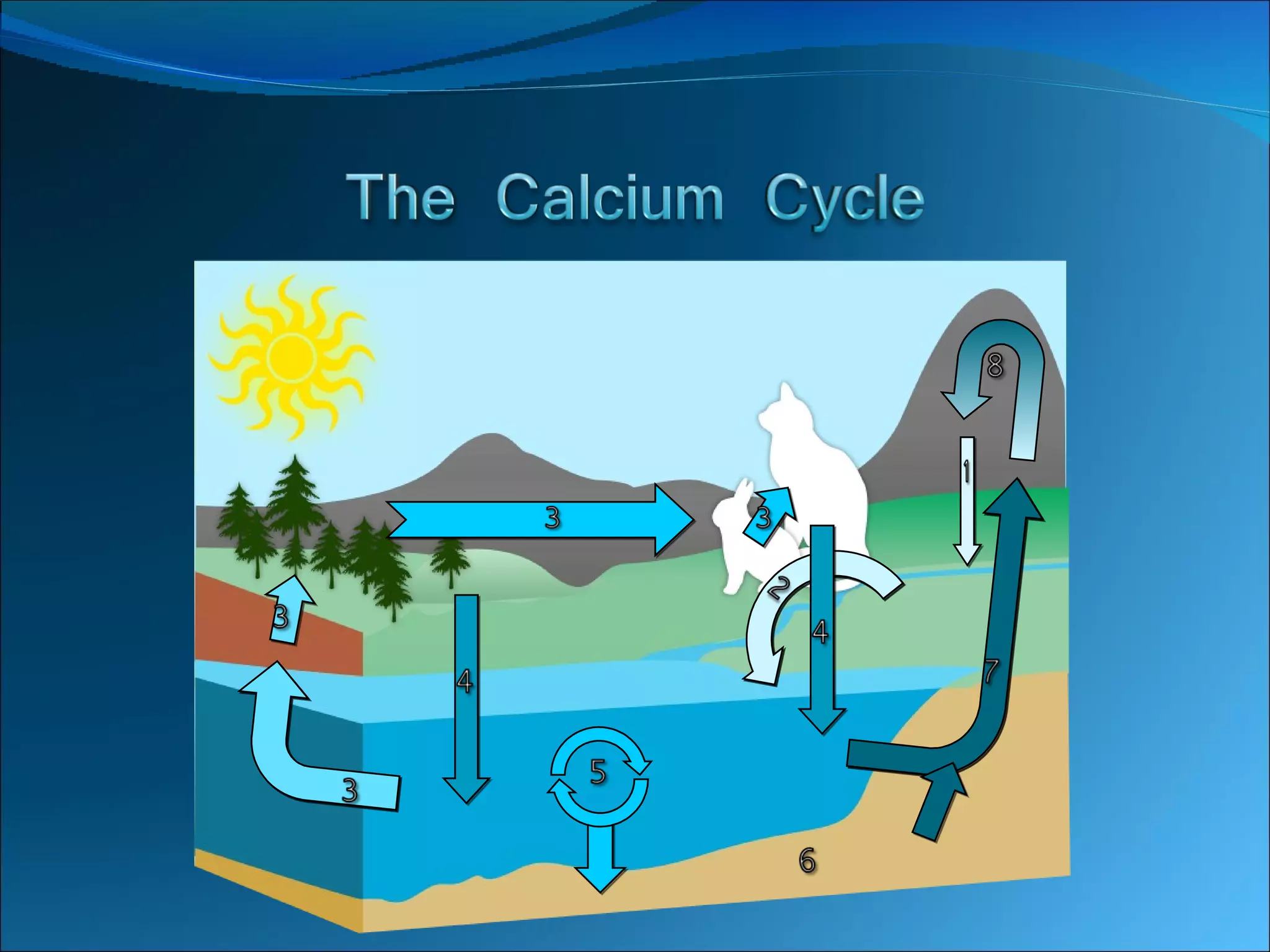Phosphorus And Calcium Cycle | PPT