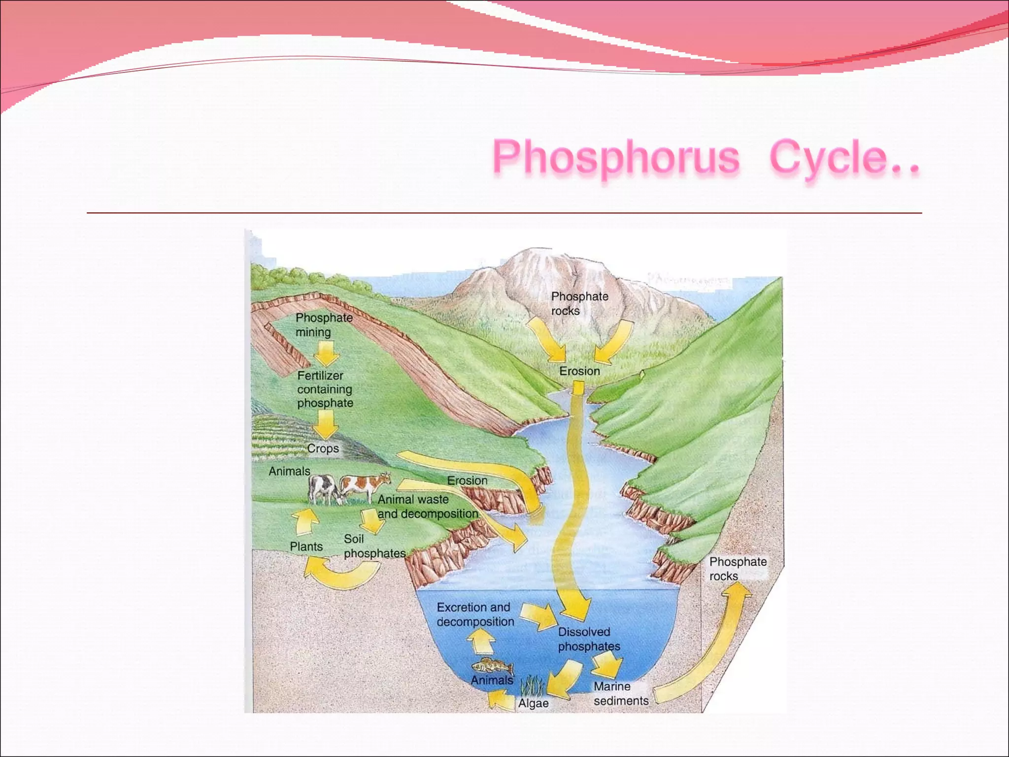 Phosphorus And Calcium Cycle | PPT