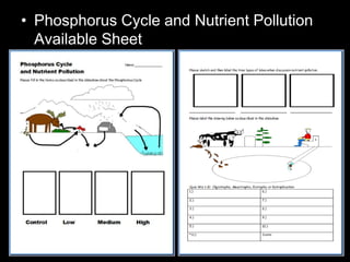 Phosphorus Cycle Lesson PowerPoint, Cycles, Biogeochemical Cycles ...