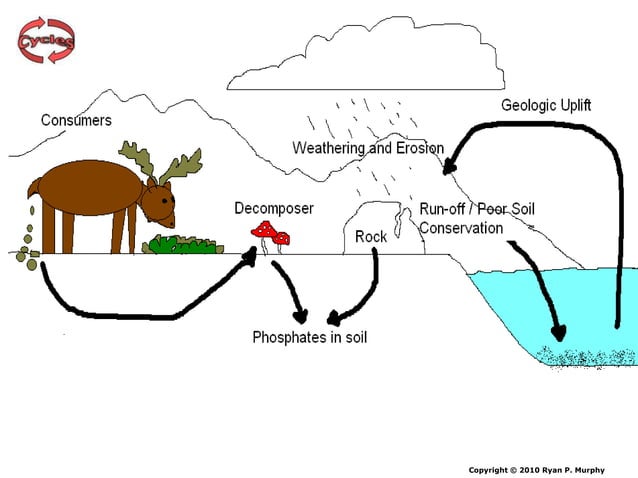 Phosphorus Cycle Lesson PowerPoint, Cycles, Biogeochemical Cycles ...