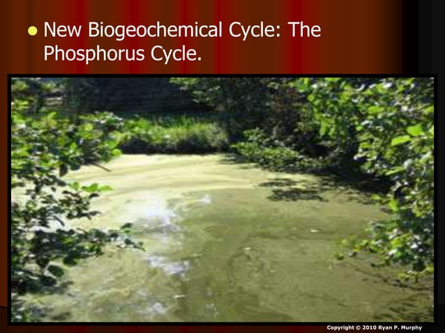 Phosphorus Cycle Lesson PowerPoint, Cycles, Biogeochemical Cycles ...
