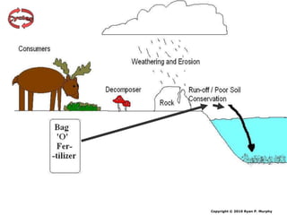 Simple Phosphorus Cycle For Kids