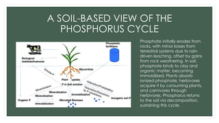 Phosphorus-cycleeeeeeeeeeeeeeeeeeeee.pdf | Agriculture | Industries