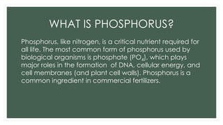 Phosphorus-cycleeeeeeeeeeeeeeeeeeeee.pdf