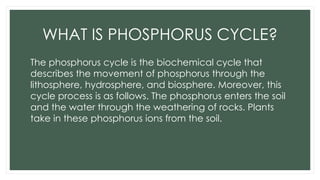 Phosphorus-cycleeeeeeeeeeeeeeeeeeeee.pdf | Agriculture | Industries
