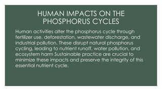 Phosphorus-cycleeeeeeeeeeeeeeeeeeeee.pdf