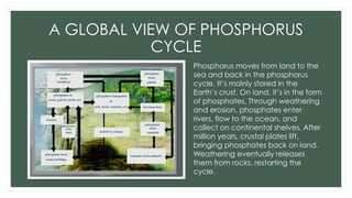 Phosphorus-cycleeeeeeeeeeeeeeeeeeeee.pdf