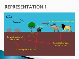 Phosphorus cycle | PPT