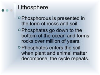 Phosphorus cycle | PPT