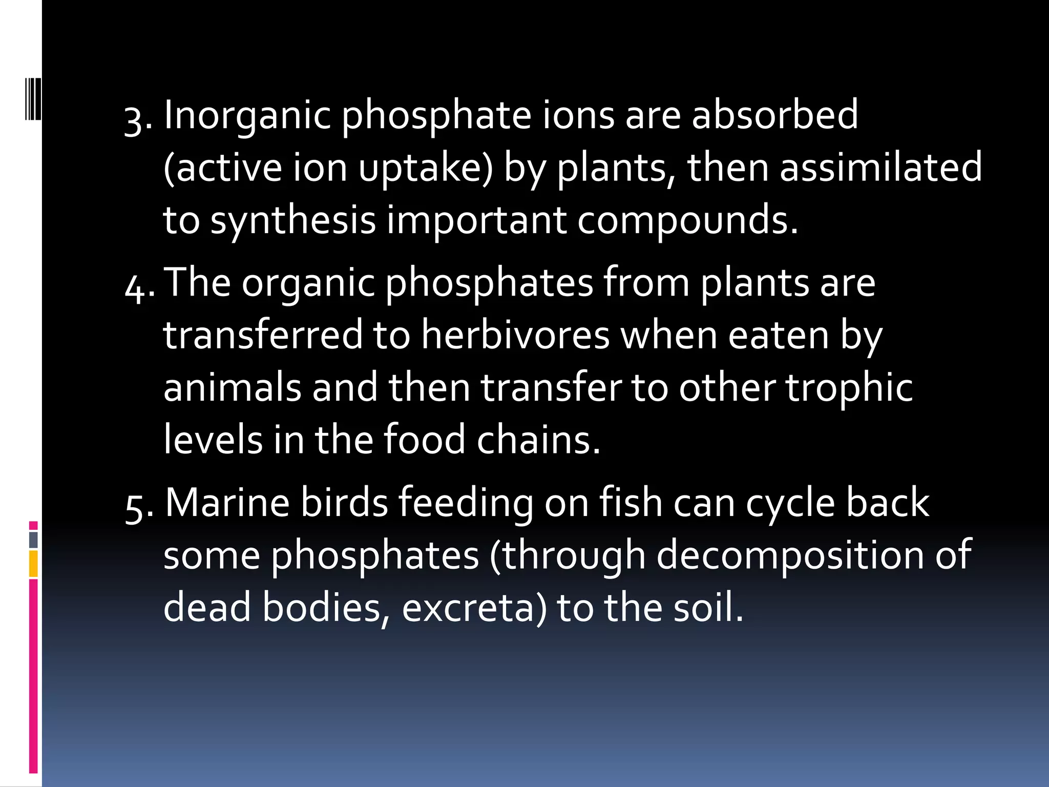 Phosphorus cycle | PPTX