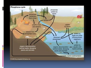 Phosphorus cycle | PPT